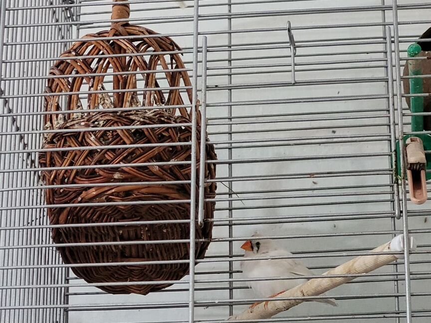 Японские амадины,белые