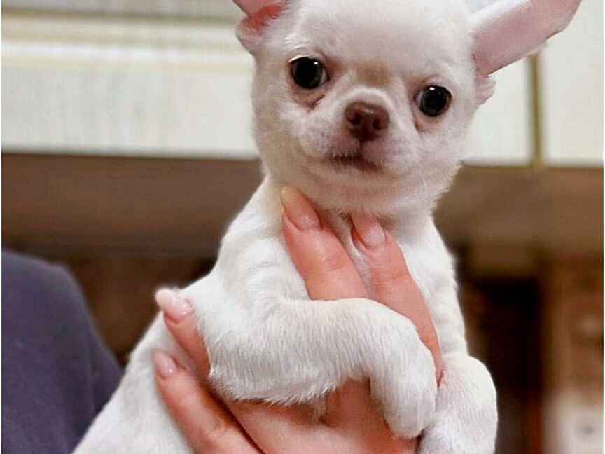 Щенки чихуахуа мини девочки