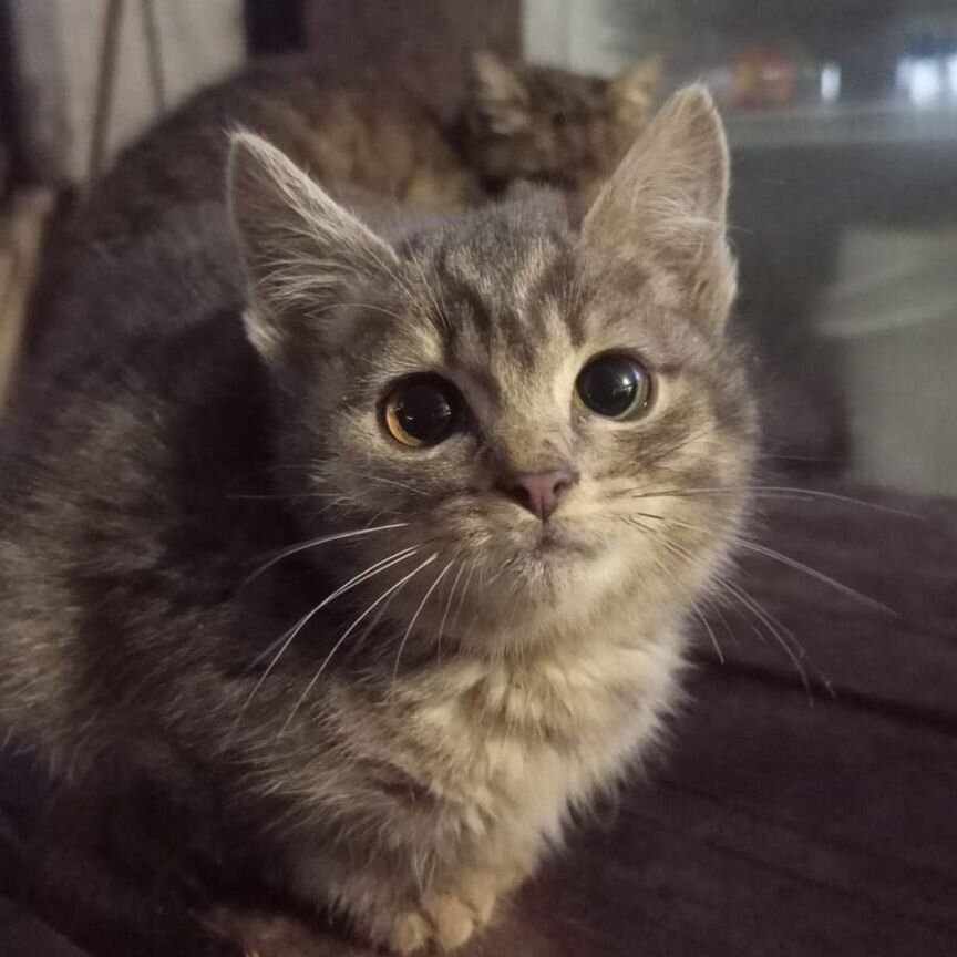 Кошечка 2 мес