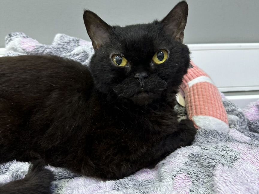 Селкирк-рекс