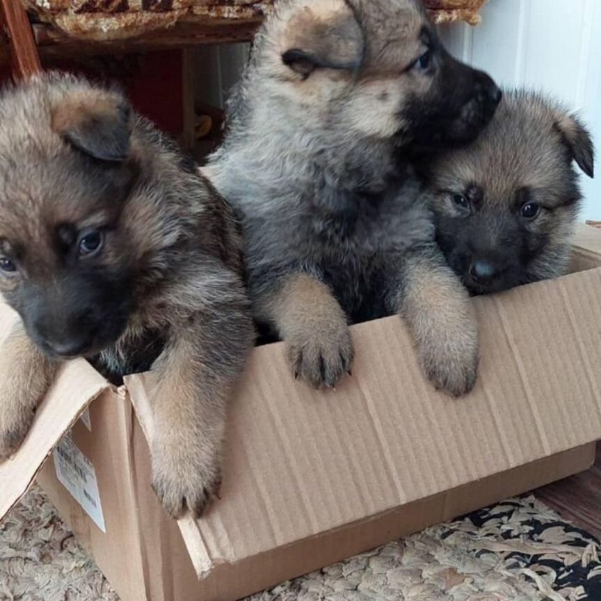 Немецкая овчарка