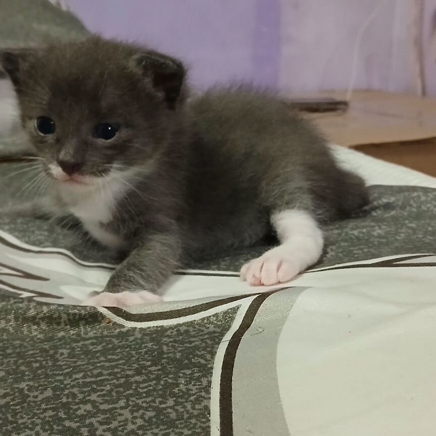 Отдаю котят в добрые руки бесплатно