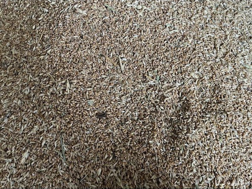 Продам пшеницу фуражную