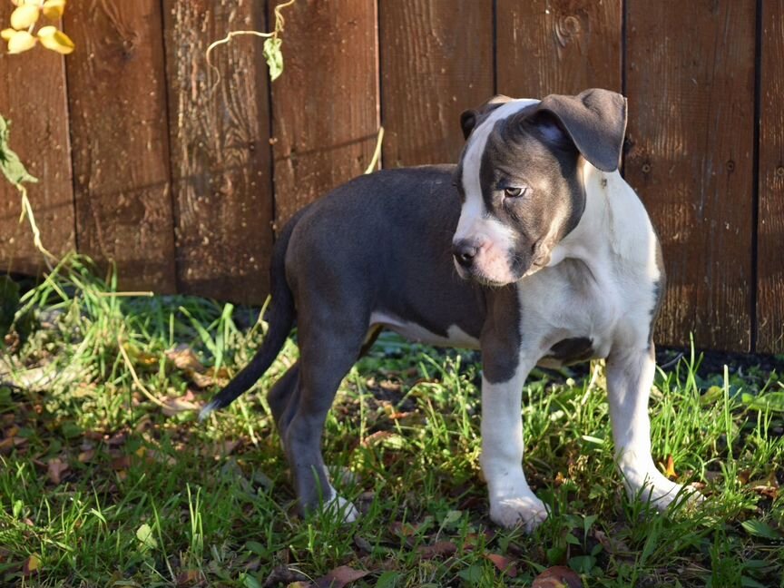 Стаффордширский терьер