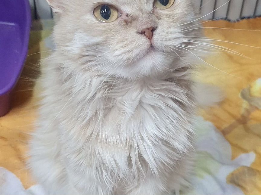 Нужна передержка/дом