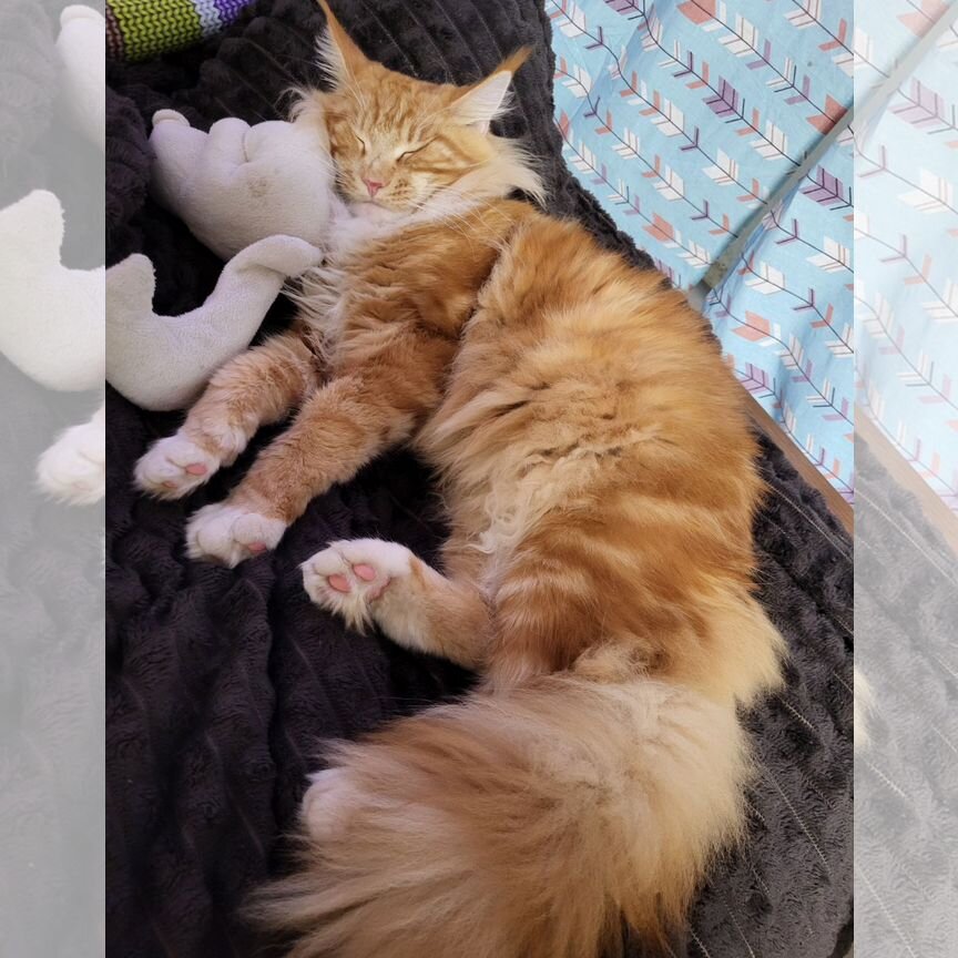 Свод кота