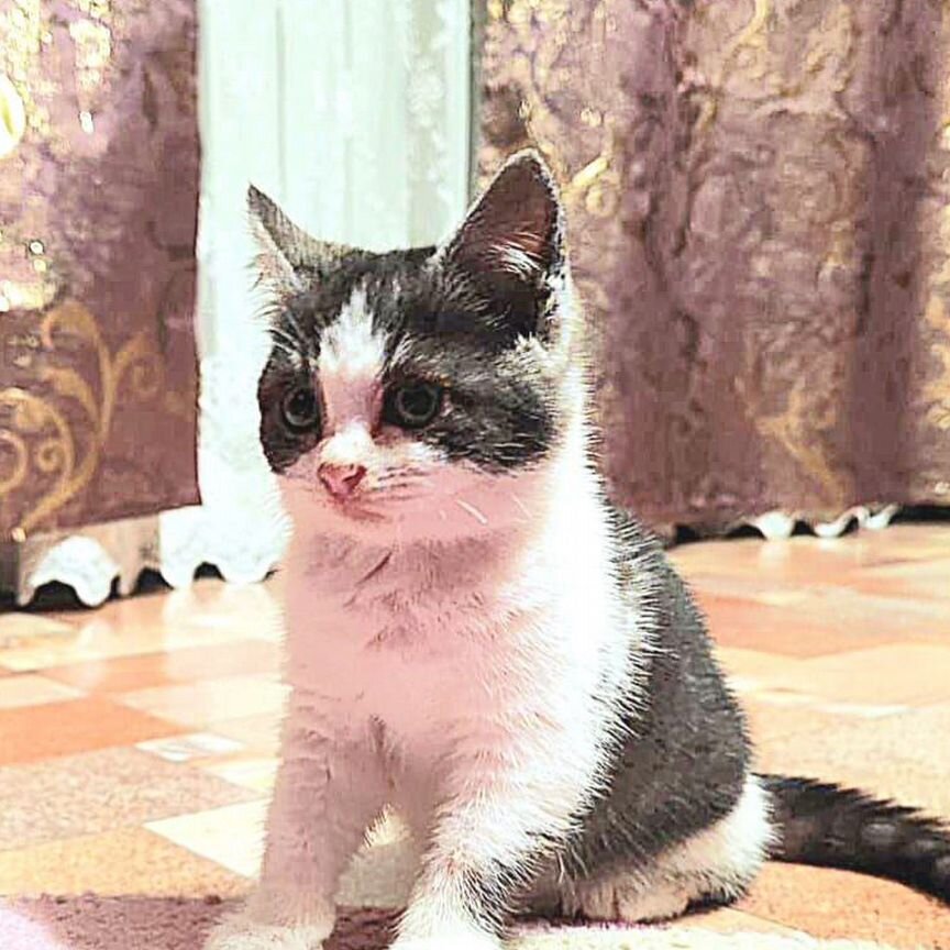 Котенок Барсик для вас