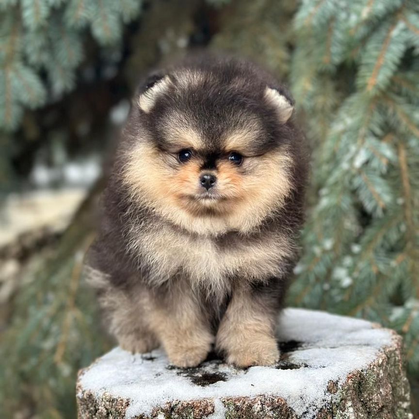 Померанский шпиц