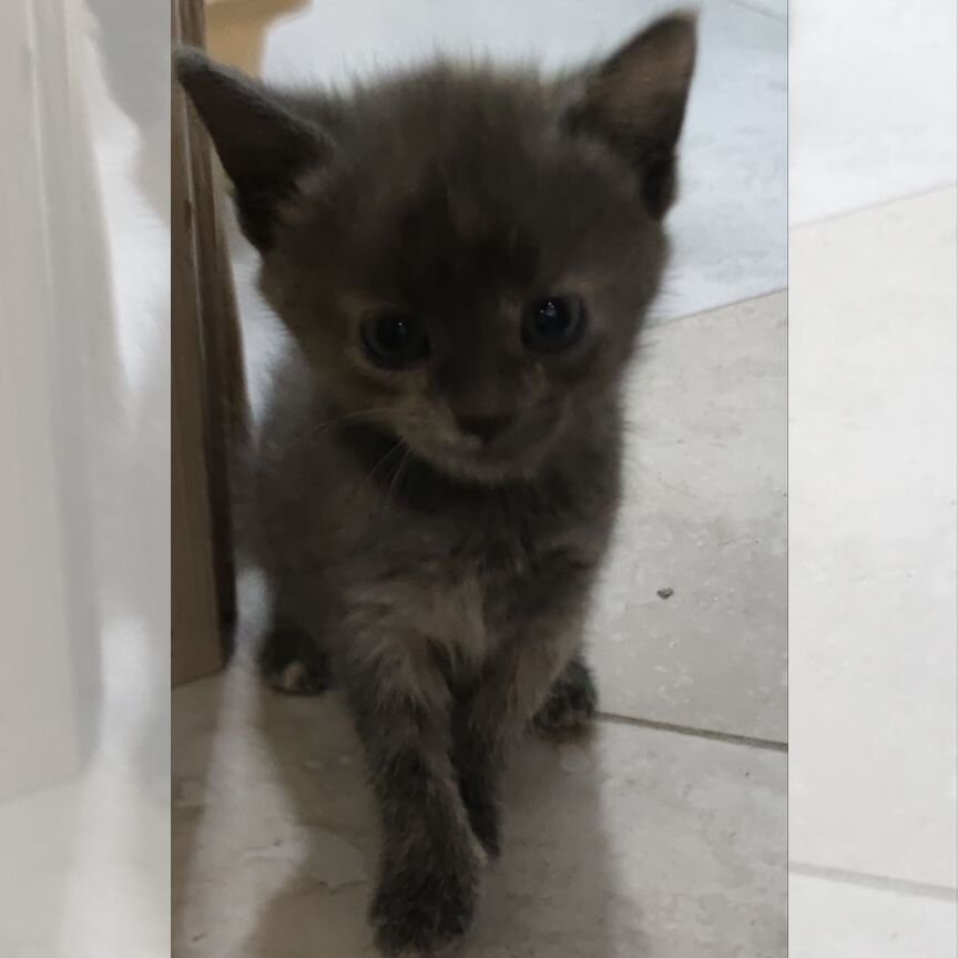 Котята в добрые руки бесплатно