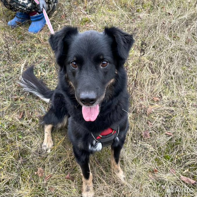 Собака из приюта Микки- я буду верным другом