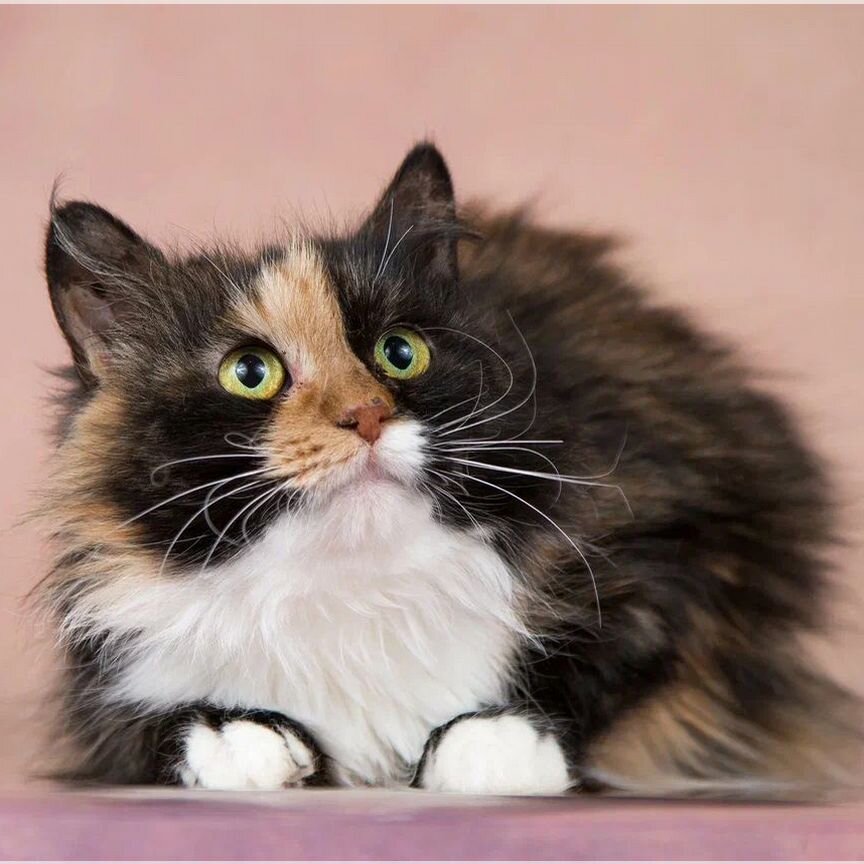 Взрослая кошка из приюта