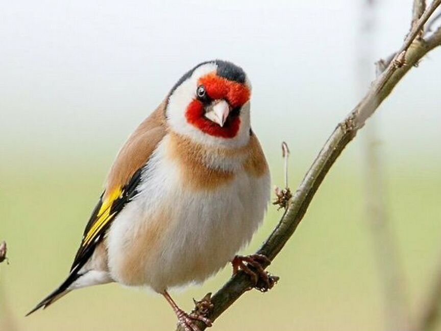 Певчие птицы