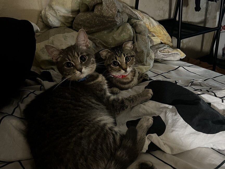 Котята в добрые руки