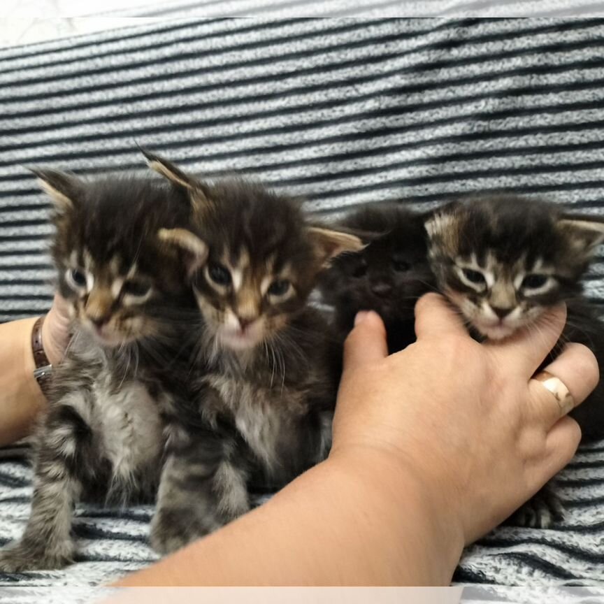 Котята мейн-кун