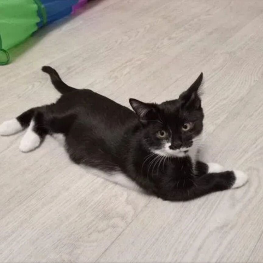 Котенок Марсик ждет любящих хозяев