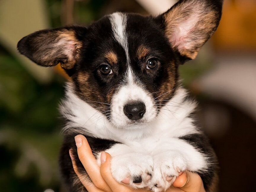 Вельш-корги кардиган