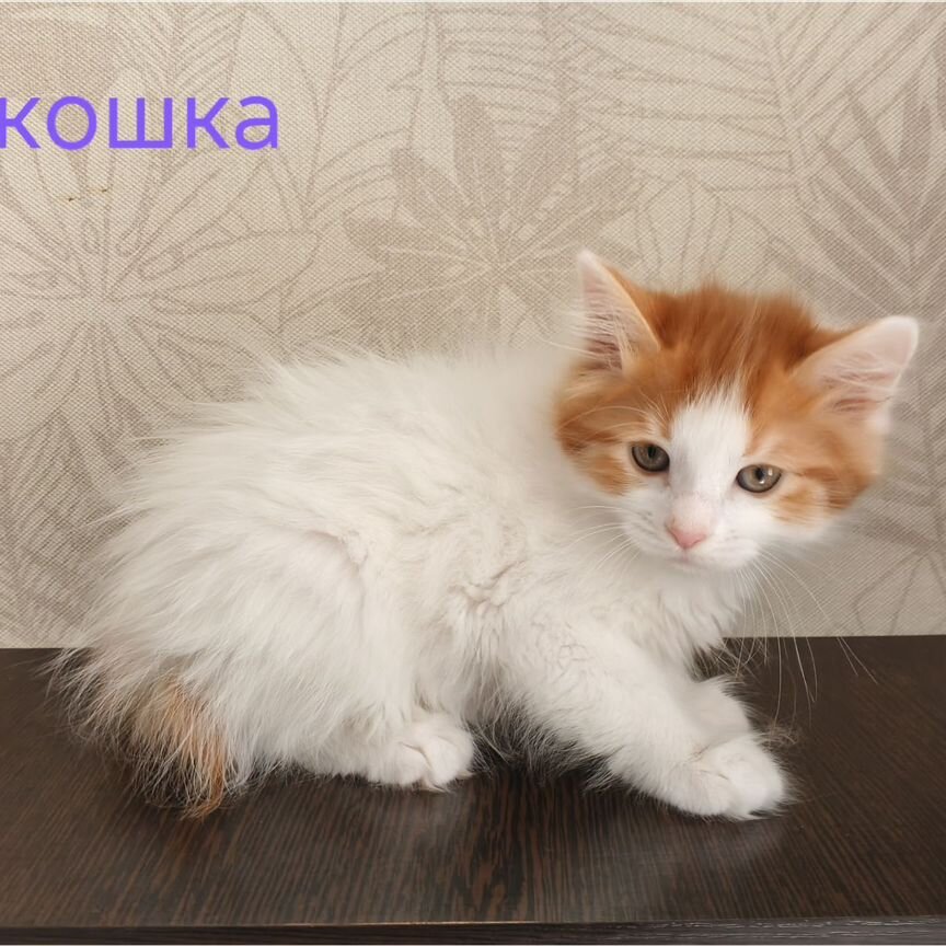 Курильский бобтейл длинношёрстный котёнок