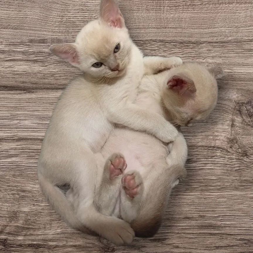 Европейский бурманский котёнок