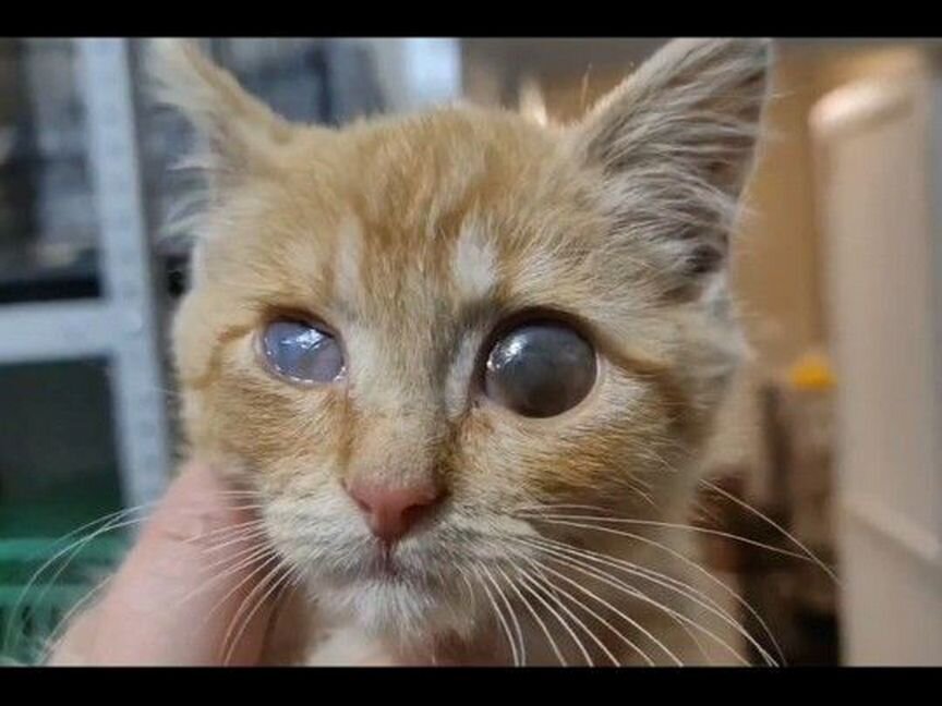 Особенный котёнок в добрые руки