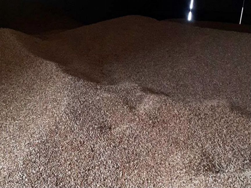 Зерносмесь подсолнечник