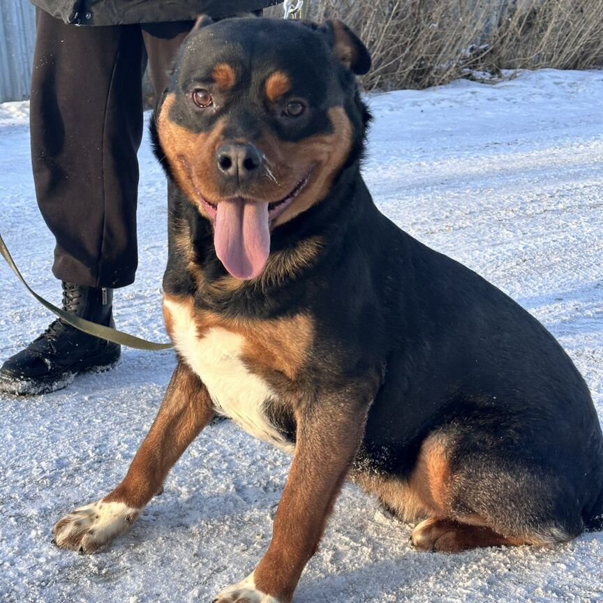 Ротвейлер в добрые руки