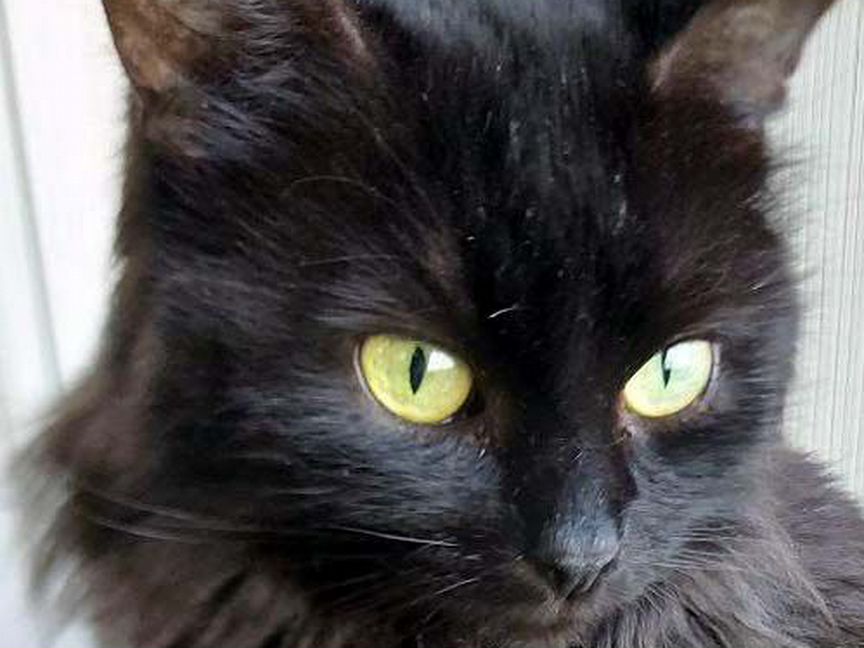 Замечательный котик в дар