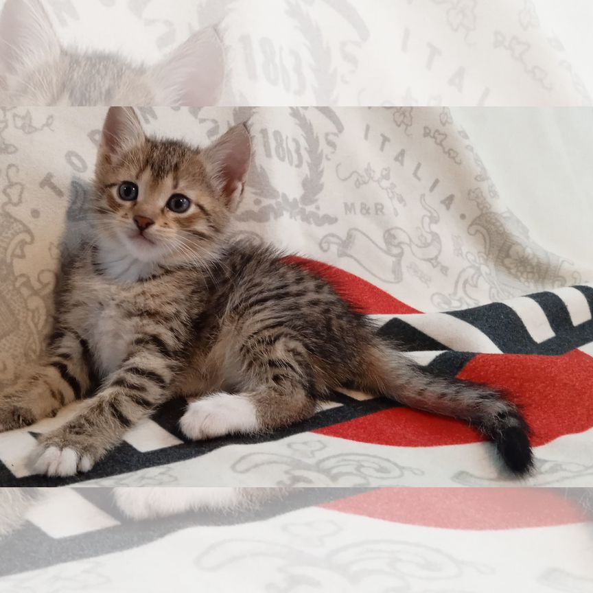 Котята в добрые руки 1 месяц