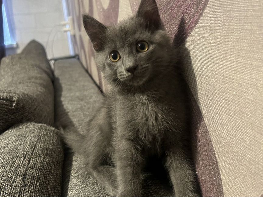 Британский котик