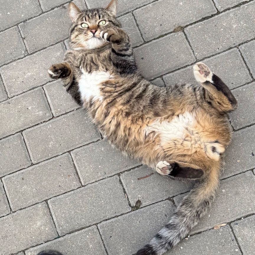 Уличный кот ищет дом