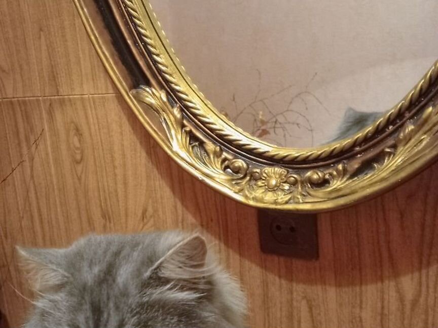 Передержка кошек и собачек