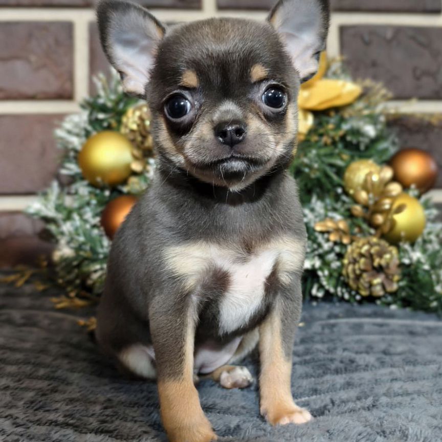 Чихуахуа, щенок