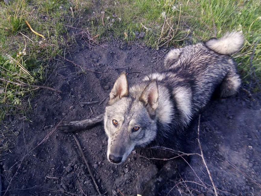 Щенки волкособа