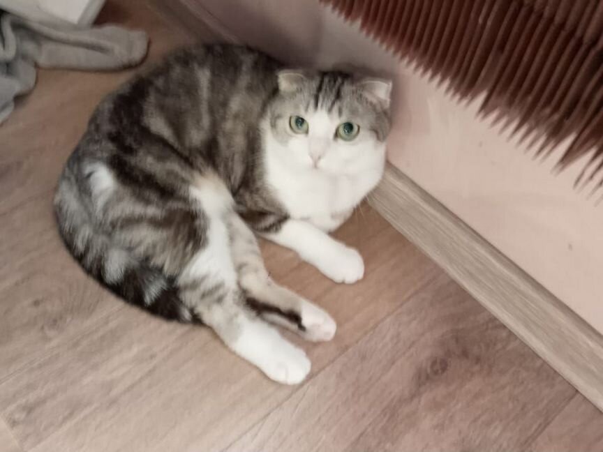 Кошка