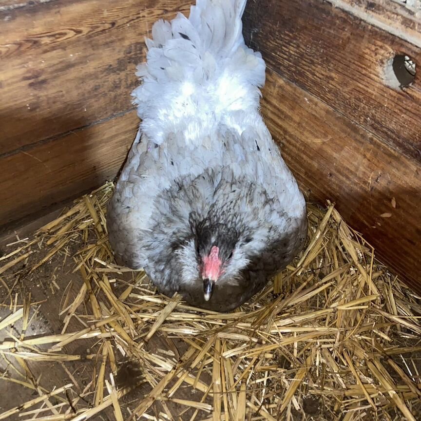 Мясояичные куры инкуб.яйцо