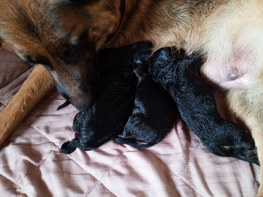 Читайте описание Щенки немецкой овчарки