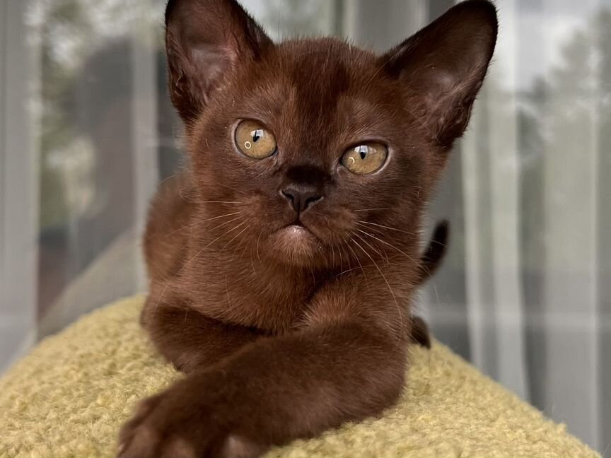Бурманская кошка, бурманские котята