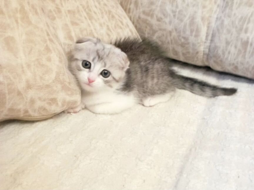 Котёнок девочка 1.5 м. Бесплатно