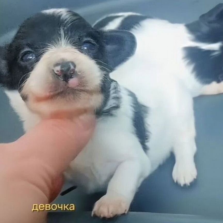 Континентальный той-спаниель папильон, щенок