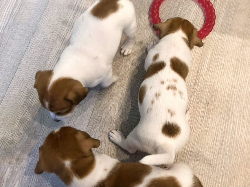 Щенок 4 месяца Джек-Рассел Терьер