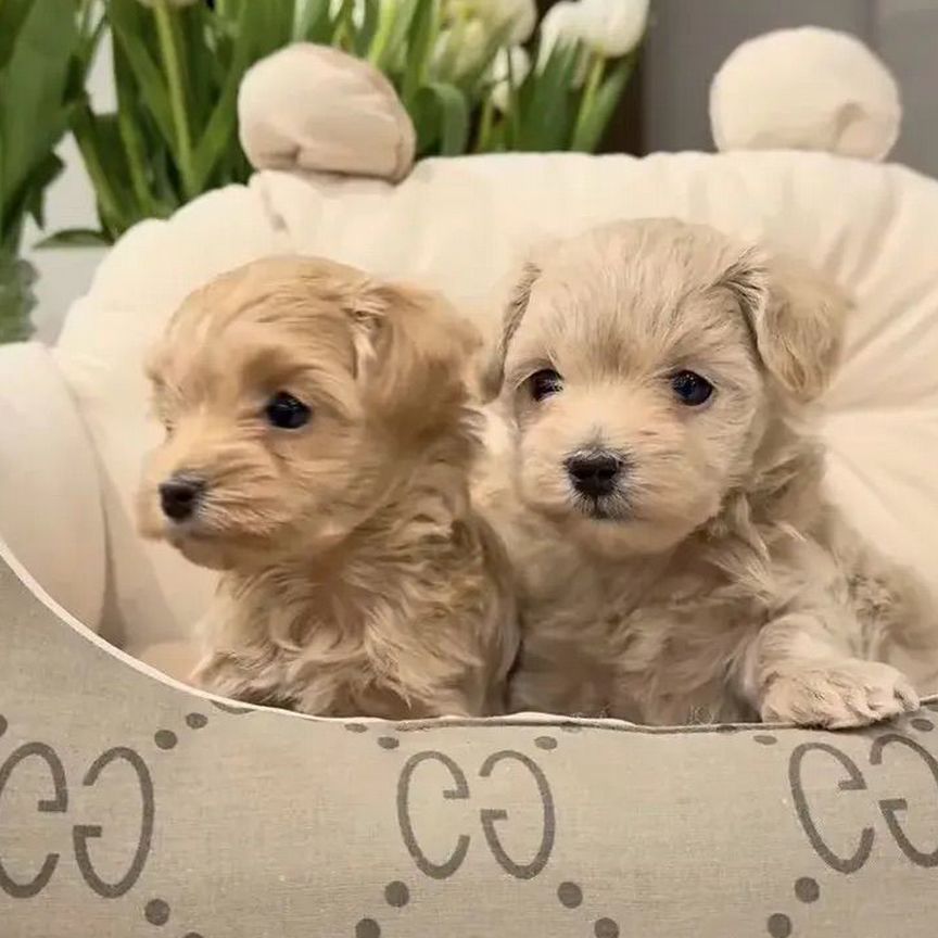 Мальтипу, щенок