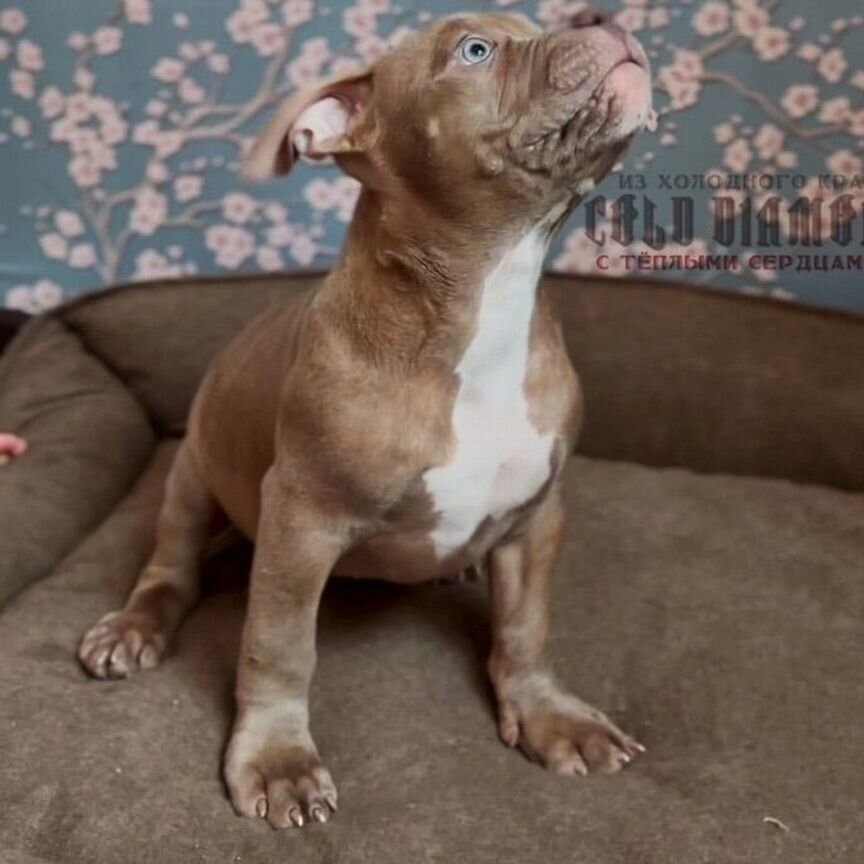 Американский булли