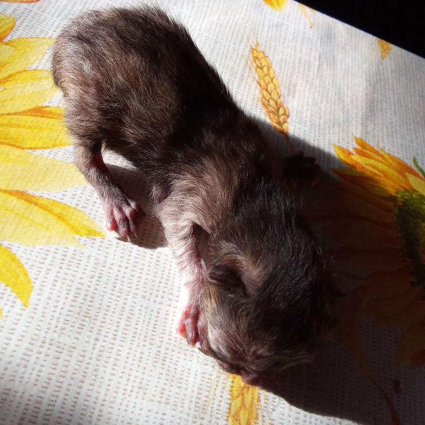 Котёнок в добрые руки