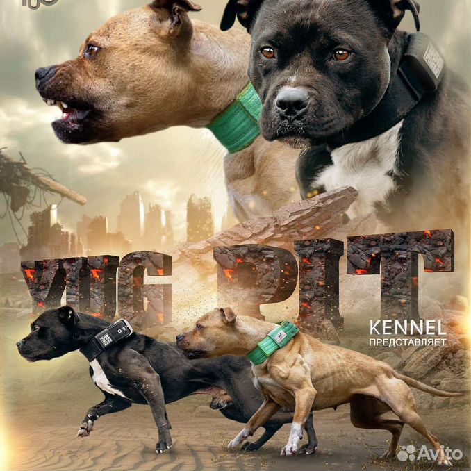 Американский питбультерьер