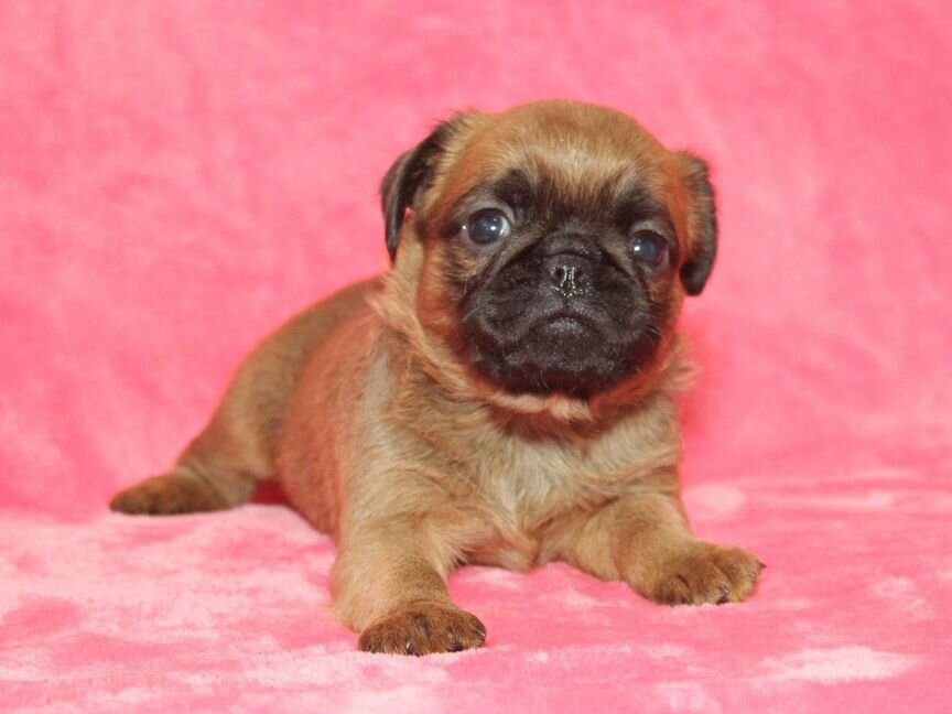 Щенки пти брабансона