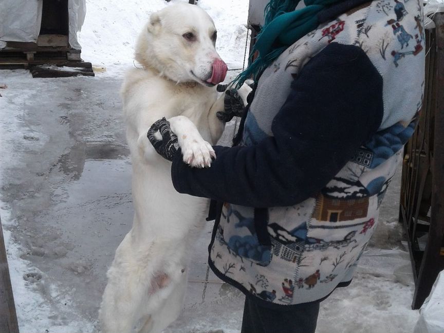 Молодой Алабай Сэм ищет дом