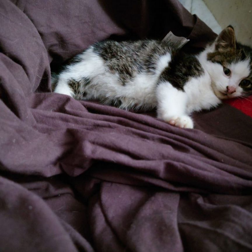 Котик Пушок