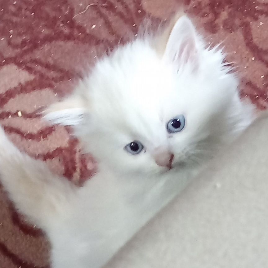 Ласковые котята в добрые руки
