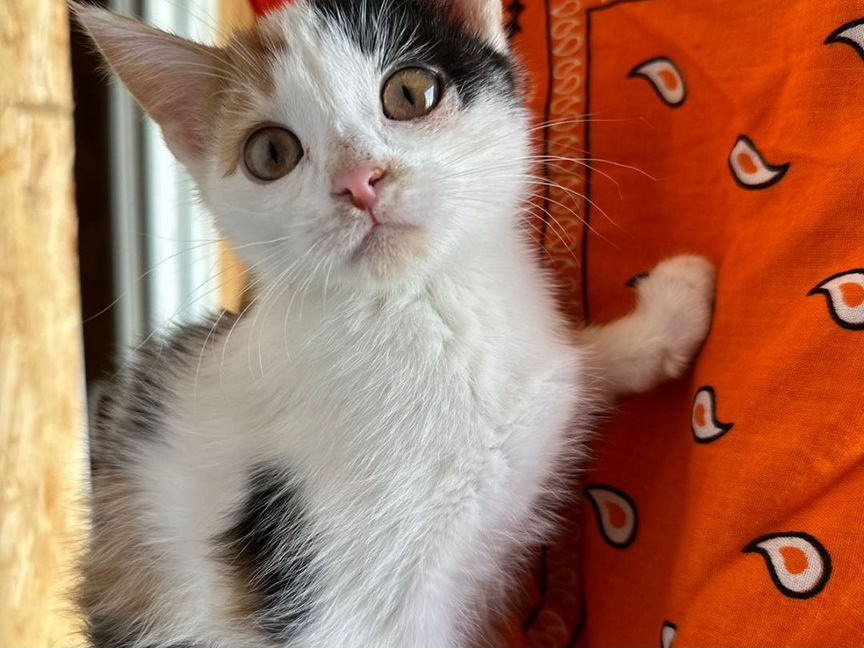 Чудесный котёнок в дар