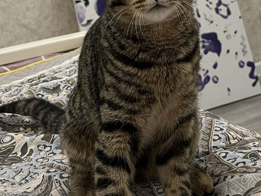 Британский котенок