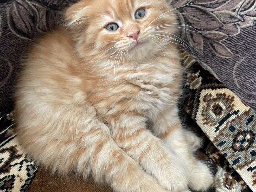 Кошка